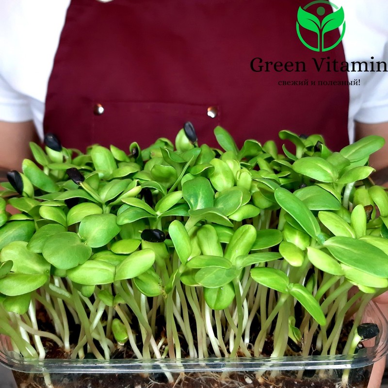 Микрозелень подсолнечника Green Vitamin 091022 оптом. Цена: по запросу